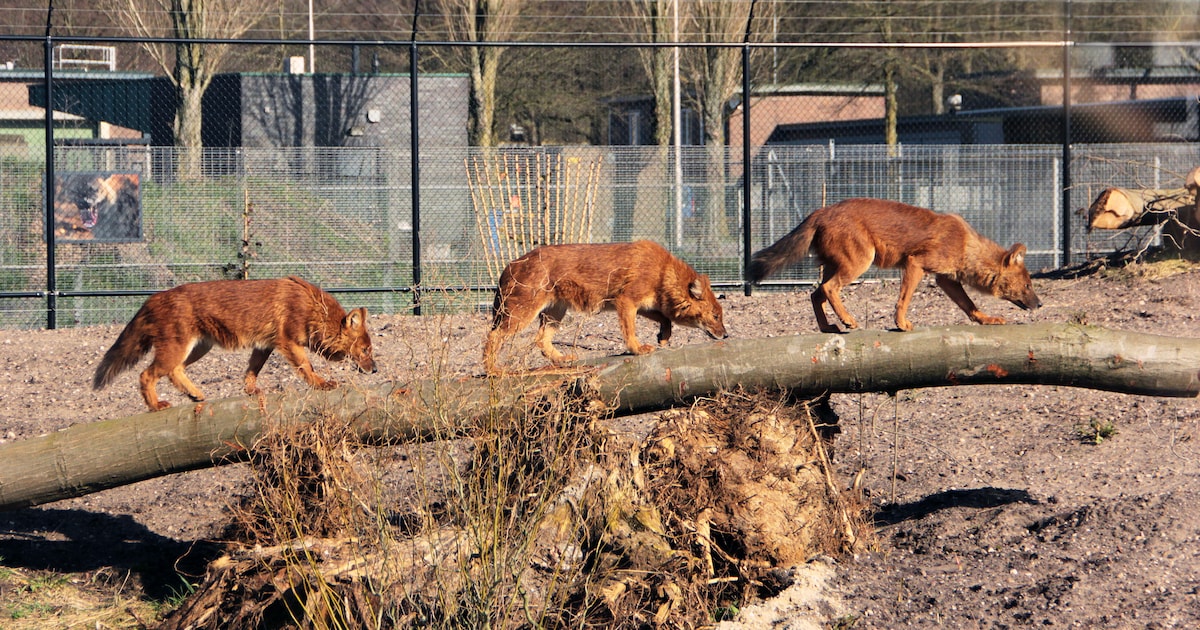 Drama rond hereniging rode honden in dierenpark: twee mannetjes dood na ...