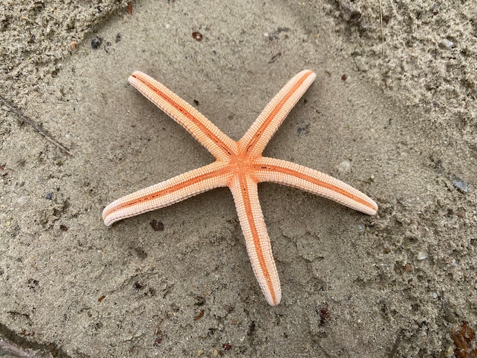 De oude man keek eens naar de zeester in zijn hand en gooide die daarna ...