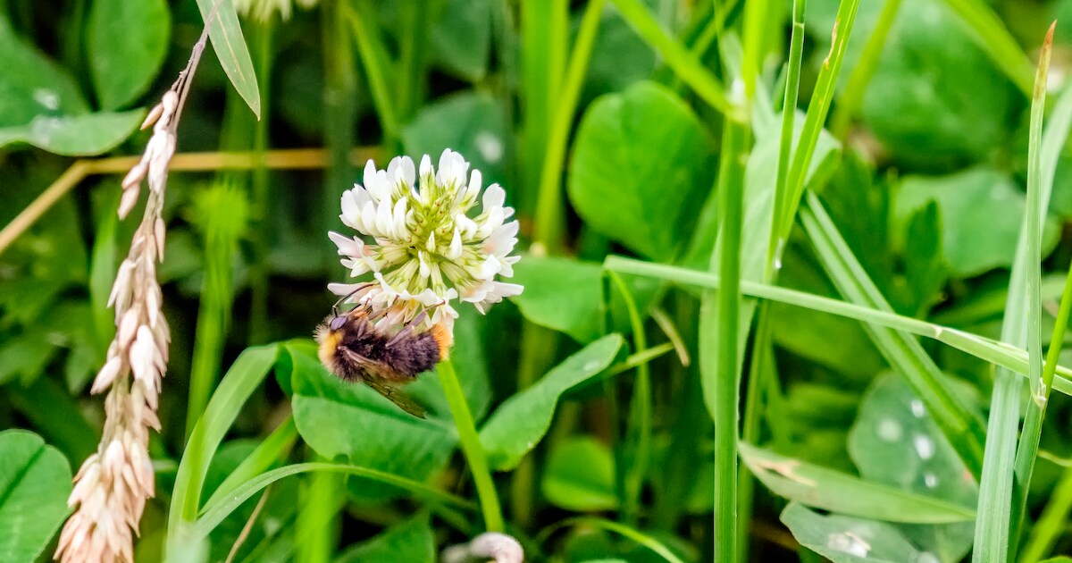 Later én minder maaien in Waalwijk: dat vinden insecten heel fijn (en ...
