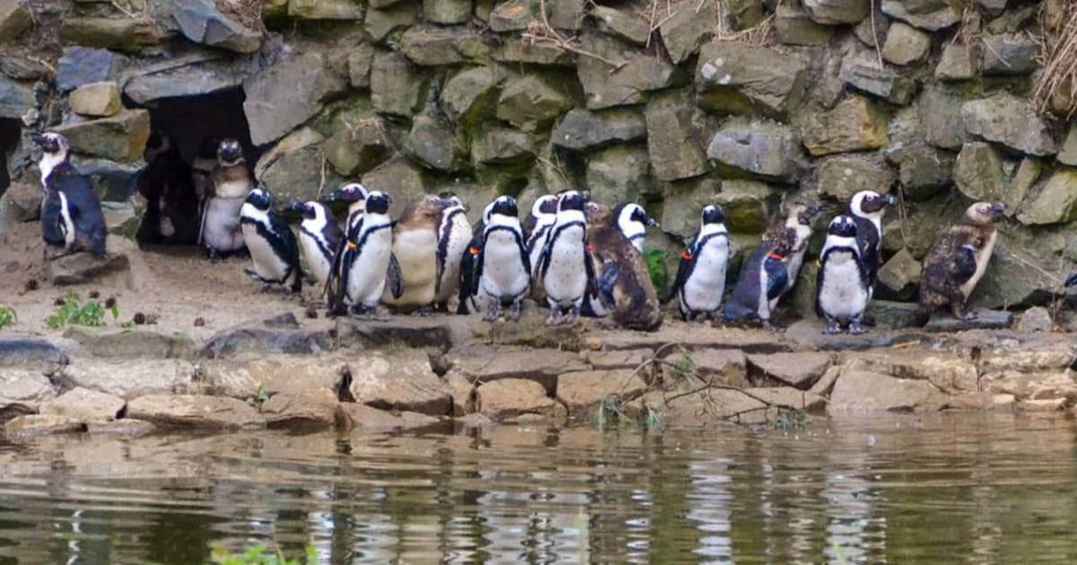 Bijna veertig pinguïns dood door darminfectie in Beekse Bergen | Regio ...