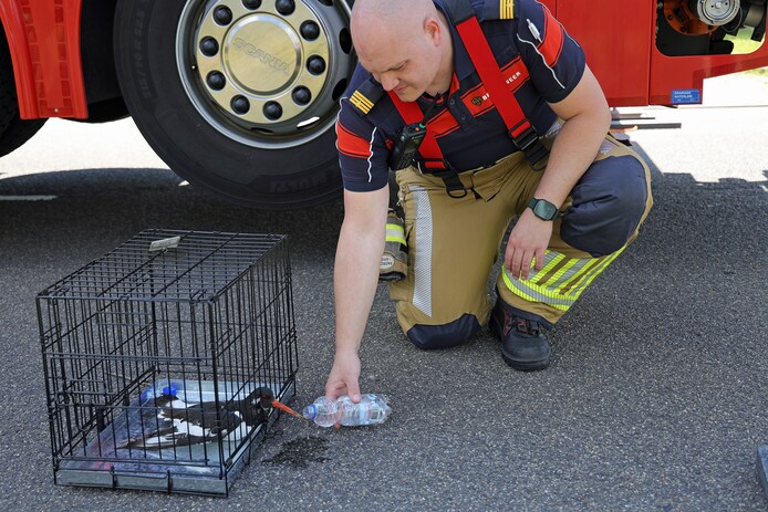 Scholekster zit met poot vast op grote hoogte in Waalwijk, brandweer ...
