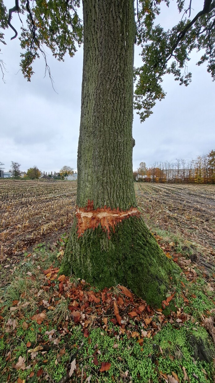 Honderd jaar oude boom in Hilvarenbeek zwaar toegetakeld: ‘Hij mocht juist niet de dupe worden ...
