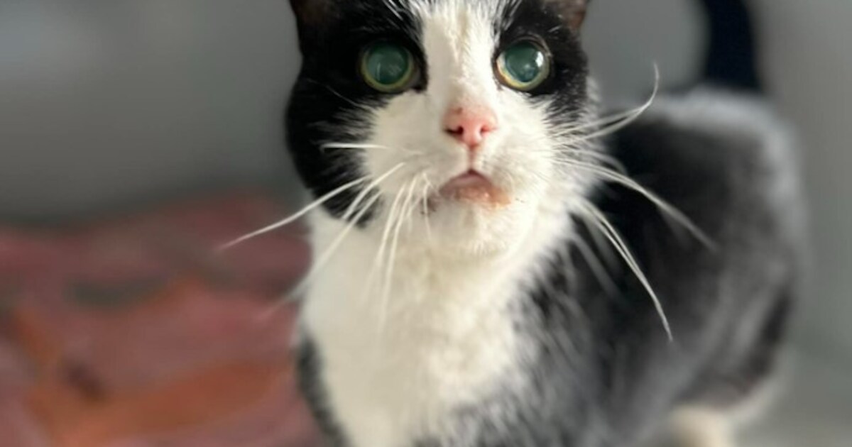 Kat Teigertje na tien jaar gevonden in Den Bosch: ‘Eigenaars konden het ...