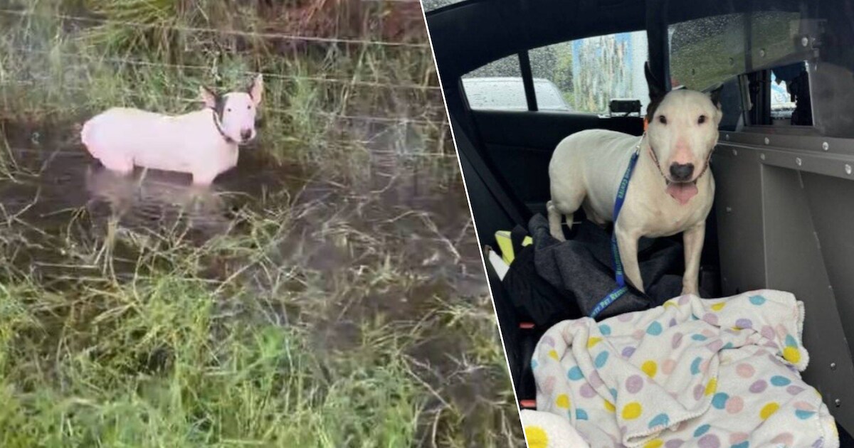 Man gearresteerd die hond vastgebonden achterliet terwijl orkaan Milton ...