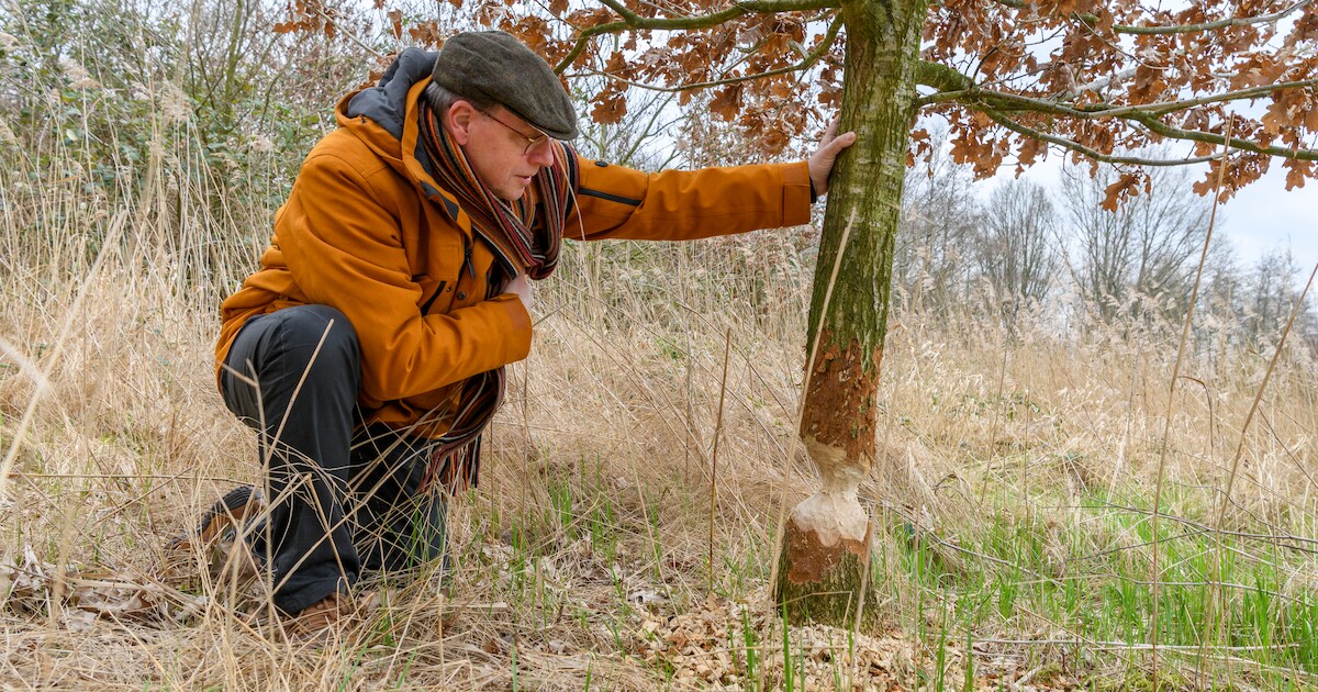 Knaagsporen rondom Haarsteegse Wiel. Een bever? Met een dijk in de buurt? Dat is reden voor ...