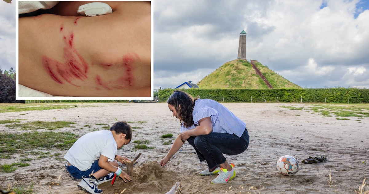 Wolf sleept jongetje (6) aan oksel mee, zijn vader vertelt: ‘Hij vroeg ...