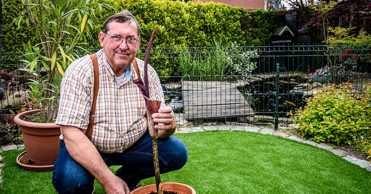 Zeldzame penisplant verrast Gerard in zijn achtertuin: ‘Dacht dat het ...