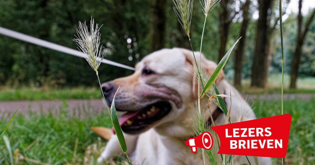 LEZERSBRIEVEN | Als de gemeente die grasaren in de berm niet maait, mag ik dan de dierenarts ...