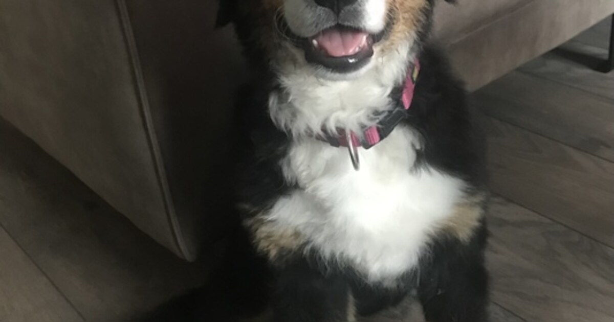 Dexter, Gradje en Checo, deze dieren hebben opvallende namen: ‘Das ...