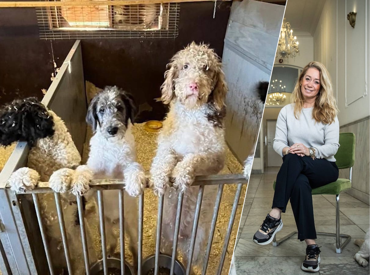 Familie Bertens van dierenpension in Chaam wil dat undercoverbeelden ...