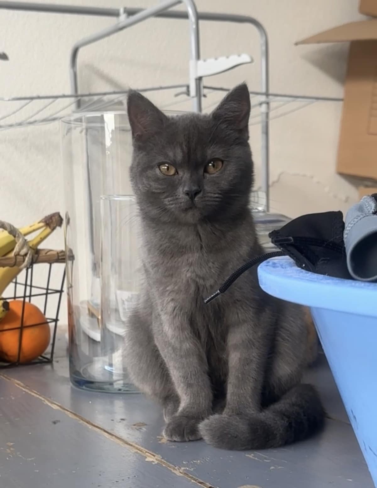 Heb jij Milou gezien? Dit huisdier wordt in Oss vermist | Oss | BD.nl