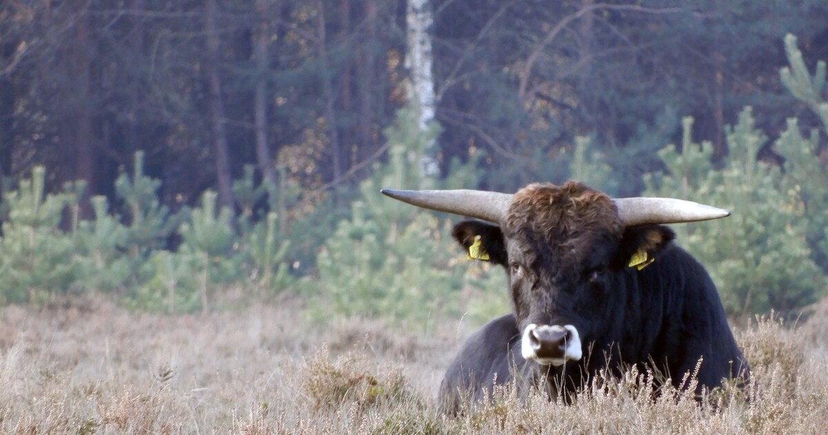Wandelaar op de hoorns genomen door tauros-stier in natuurgebied ...