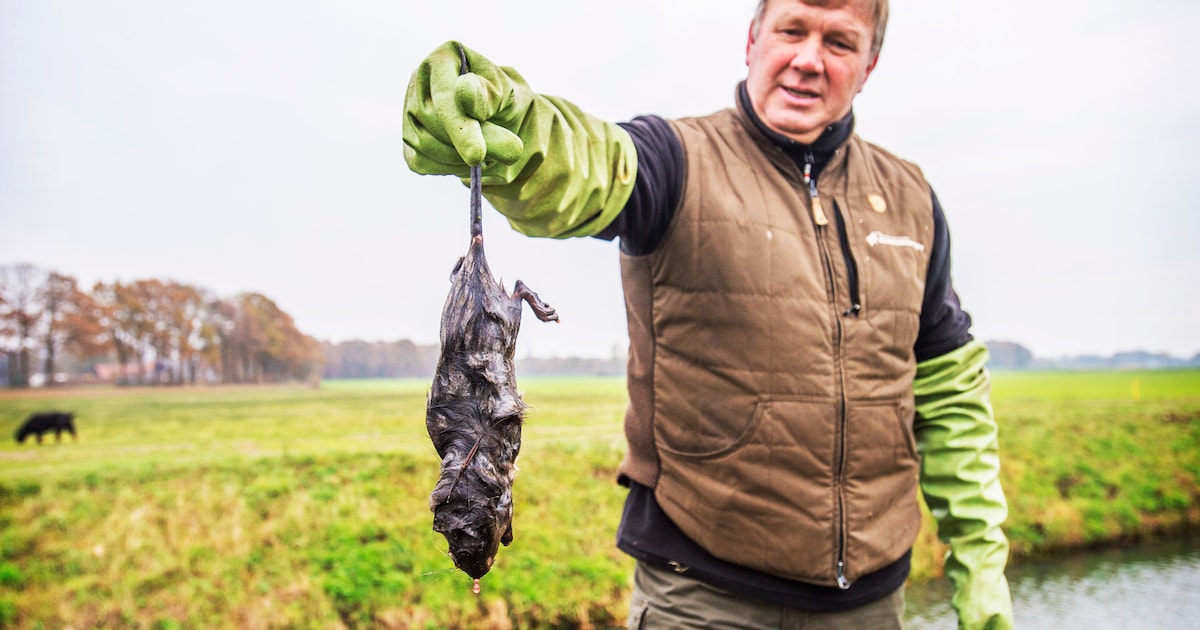 Johan Romme, de rattenvanger van Brabant | Tilburg e.o. | BD.nl