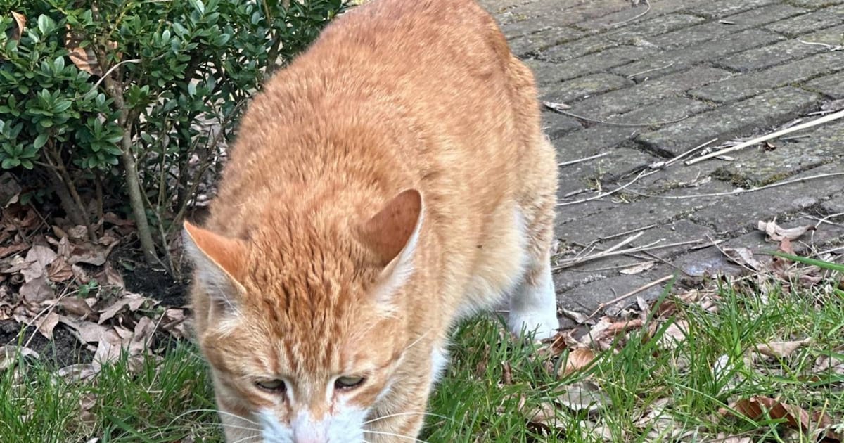 Heb jij Pip, Basje of Santi gezien? Deze drie huisdieren worden in Oss ...