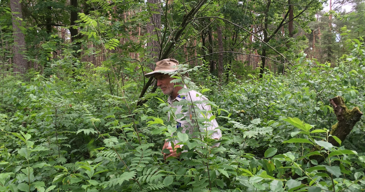 In de Loonse en Drunense duinen lijkt de strijd tegen de Amerikaanse ...