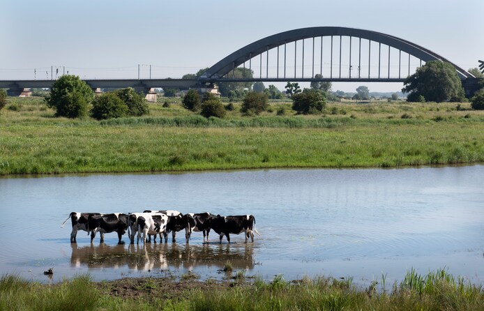 PFAS in de Lek is een groot probleem, legt deze expert uit: ‘Het zit in ...