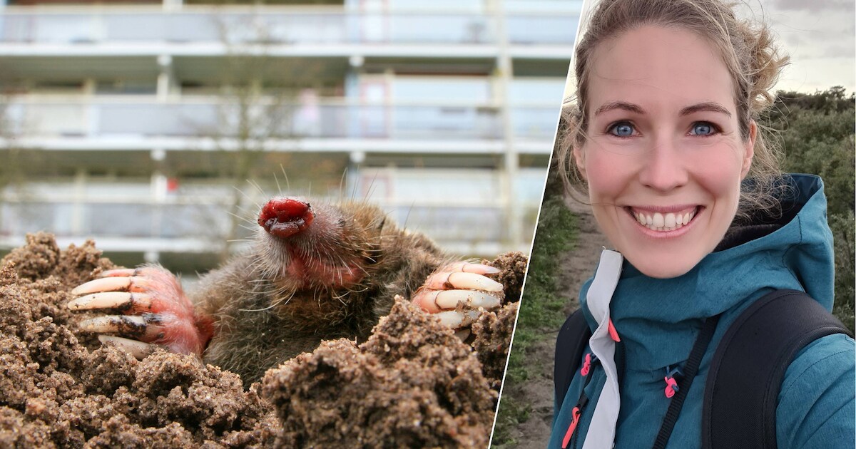 Waarom stikt het opeens overal van de molshopen? Elze is expert en weet ...