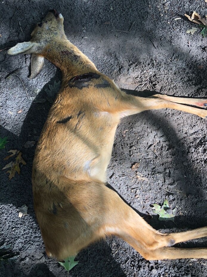 Man krijgt boete omdat zijn hond ree doodbijt in Hilvarenbeek ...