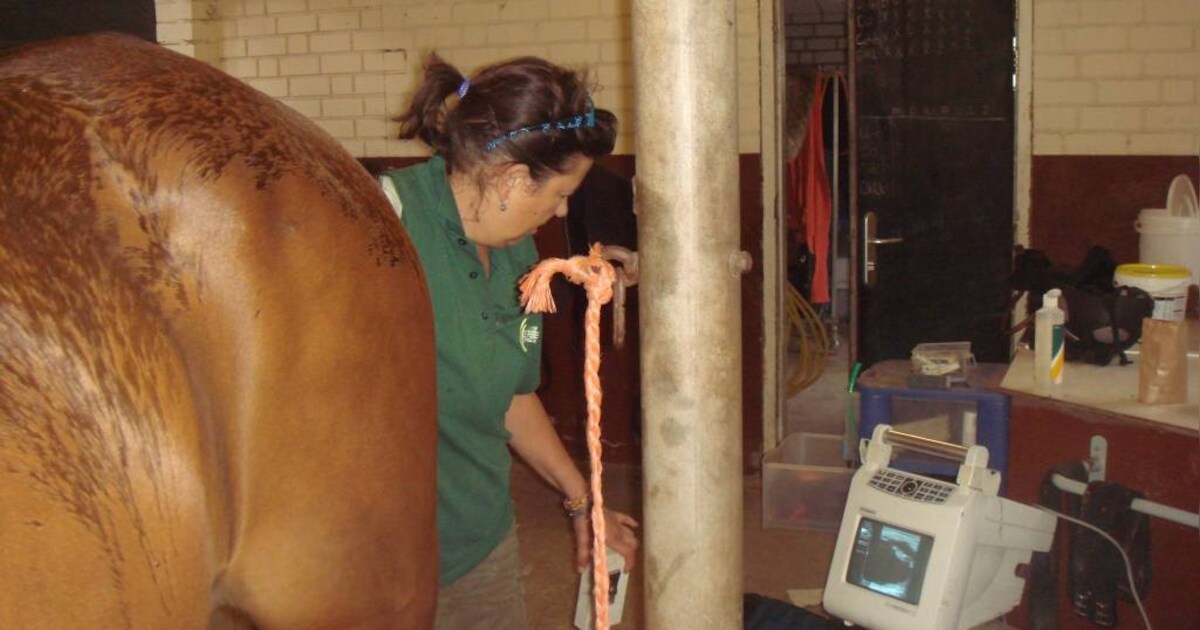 Op pad met dierenarts Inge van Soest uit Uden | Uden | bd.nl