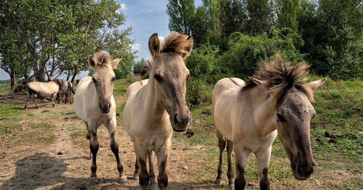 Opeens liggen natuurplannen in Den Bosch stil, ook waar Brabant al ‘ja ...