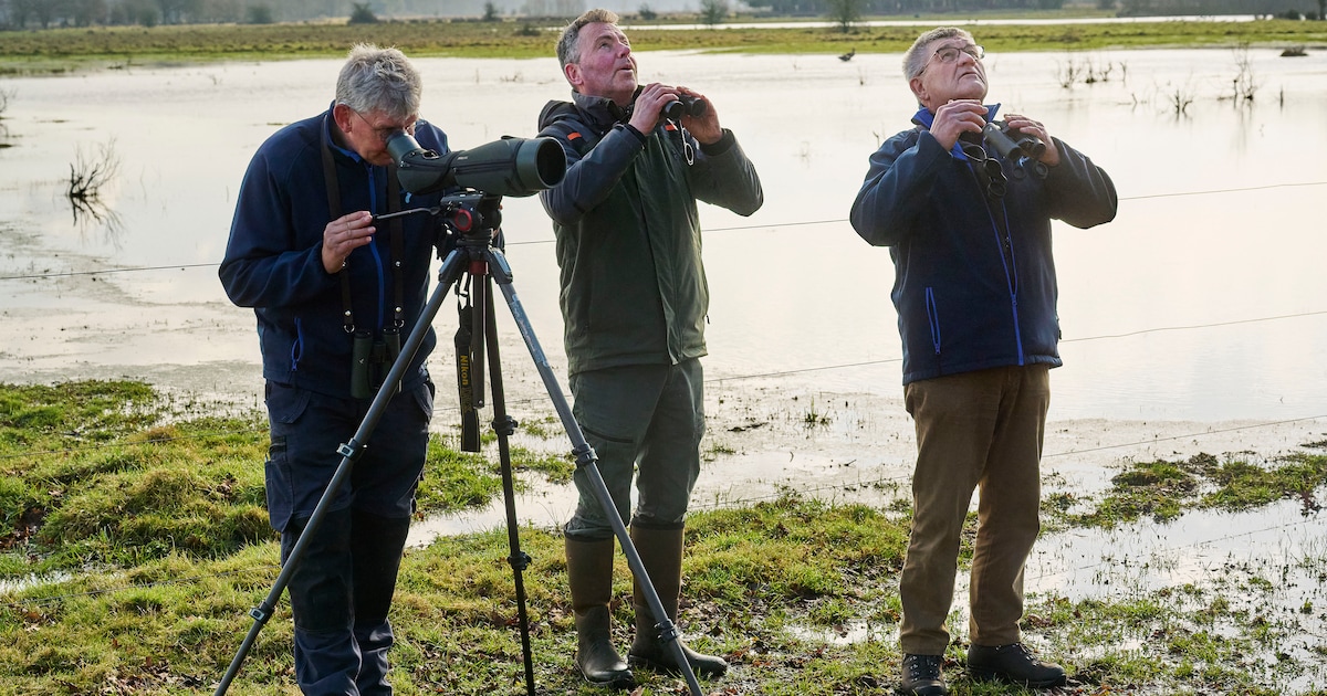 Natte Maashorst walhalla voor kemphanen, tureluurs, blauwborst en nog ...