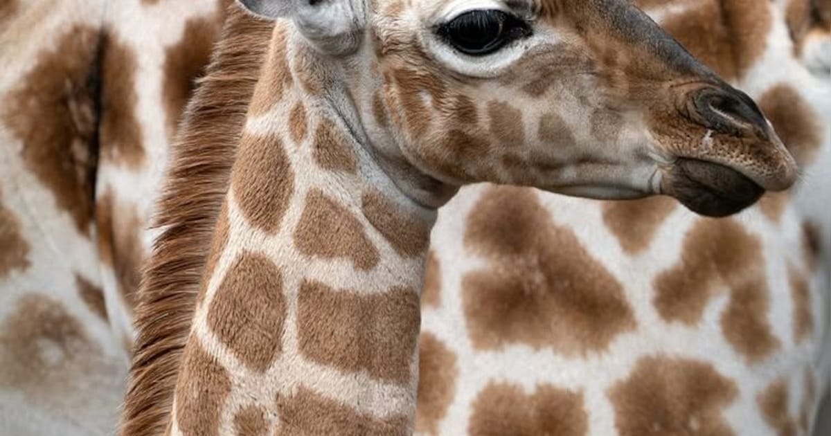 Giraffe paar maanden na geboorte overleden in Safaripark Beekse Bergen ...