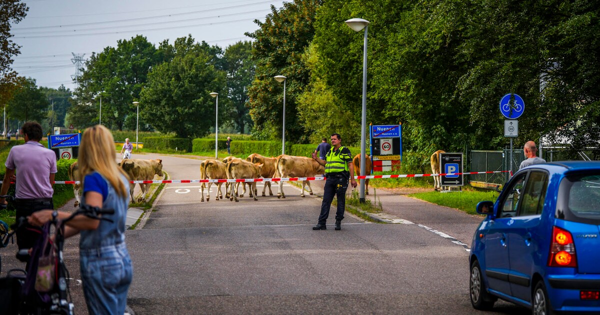 Koeien breken los in Nuenen, politie sluit de weg volledig af ...