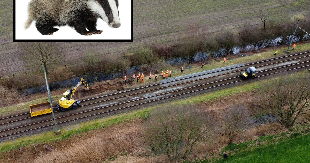 Wéér gegraaf van dassen bij geplaagd spoor in Brabant, maar dit is ...