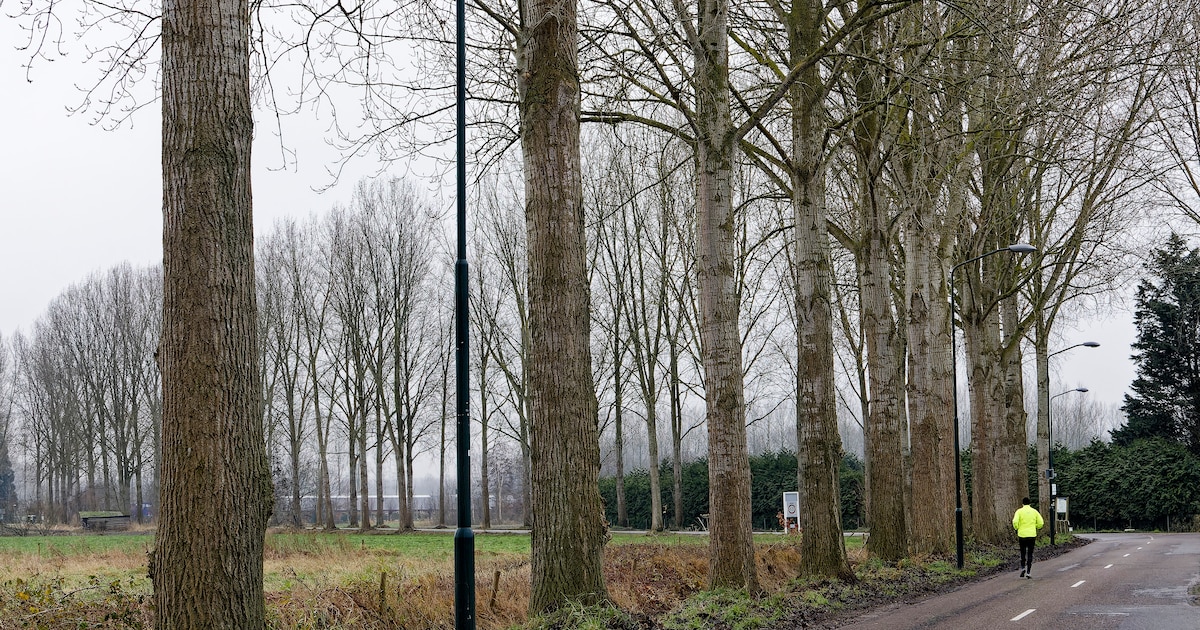 Populieren blijven voorlopig staan op Daasdonk in Liempde: ‘Geen ...