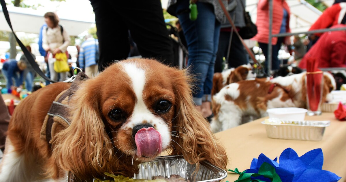 Een driegangen kerstmenu voor honden, het kan in Heusden en dit staat ...