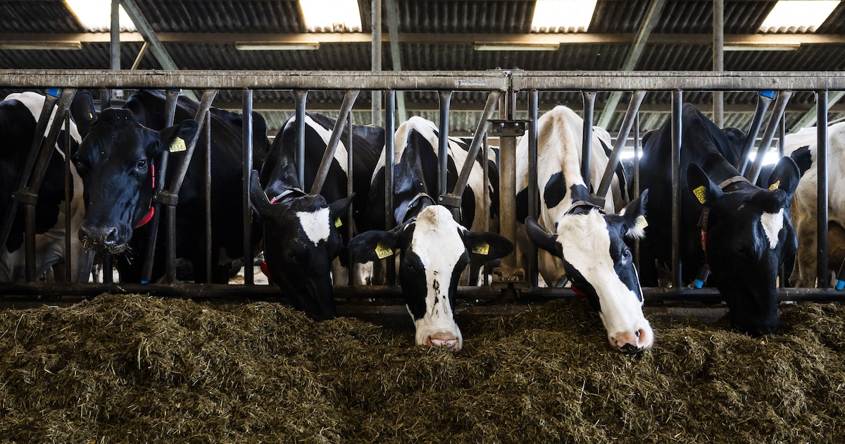 Veehouder Erp mag koeien niet meer ‘s nachts melken | Regio | BD.nl
