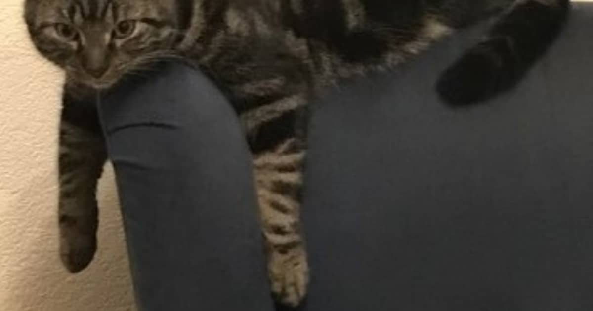 Heb jij Lucki gezien? Dit huisdier wordt in Waalwijk vermist | Waalwijk ...