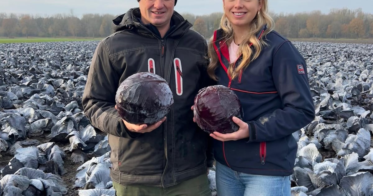 Boer Johan heeft ruim 100.000 kilo rode kool over, dan verzint zijn ...