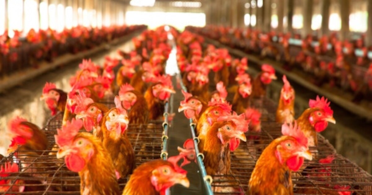 Sint-Michielsgestel strenger voor varkens- en kippenstallen | Sint ...