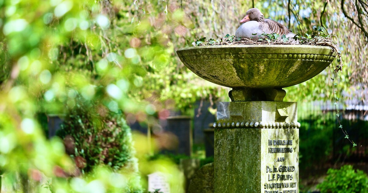 Gans zit er warmpjes bij op het graf van Philips | Regio | BD.nl