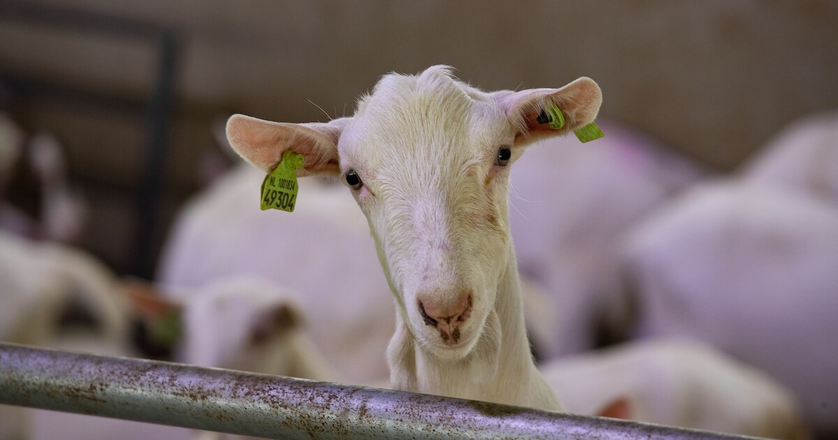 Stikstof, vergunning en dwangsom: Geitenhouder Van der Schans met drie ...