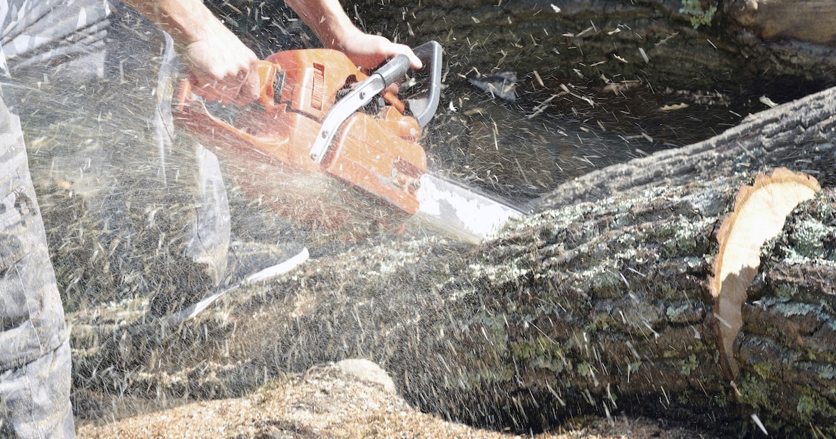 ‘Bomenkap in Vught is geen domme schaamteloze vernielzucht’ | Opinie ...