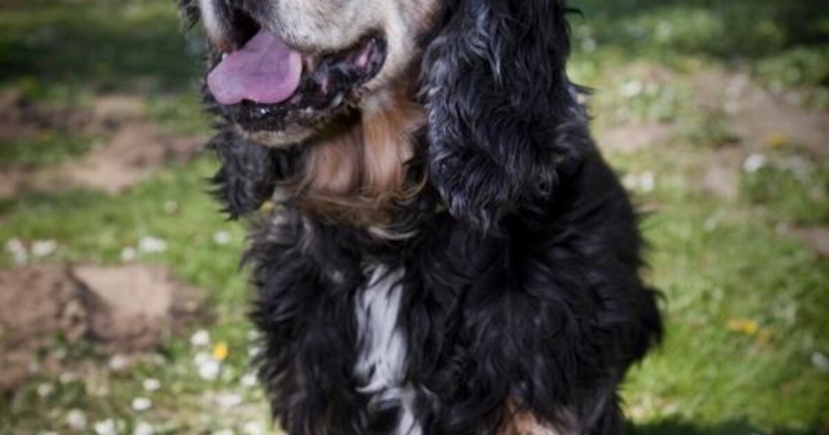 Opvang voor bejaarde hond | Den Bosch, Vught | BD.nl