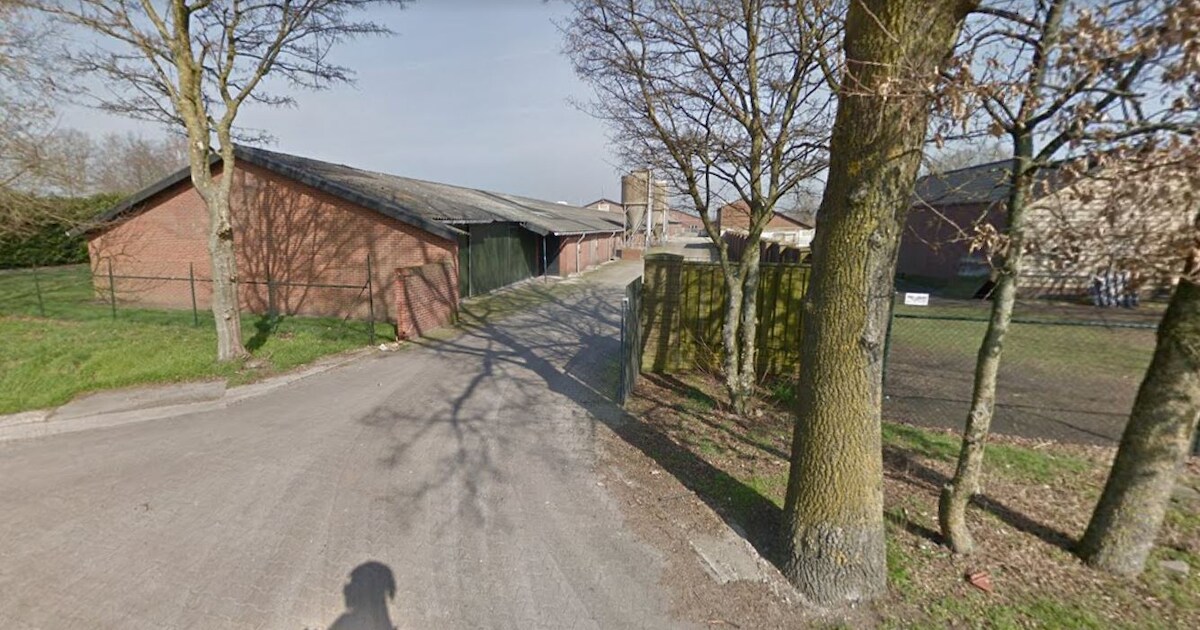 Het blijft al een jaar stil rond uitbreidingsplannen varkensbedrijf Braks in Boekel. Wat is er ...