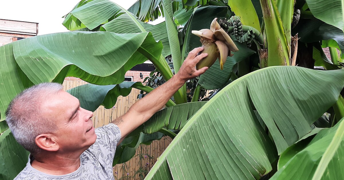 Twee trossen bananen aan plant in tuin Kaatsheuvel: 'Iedereen lachte ...
