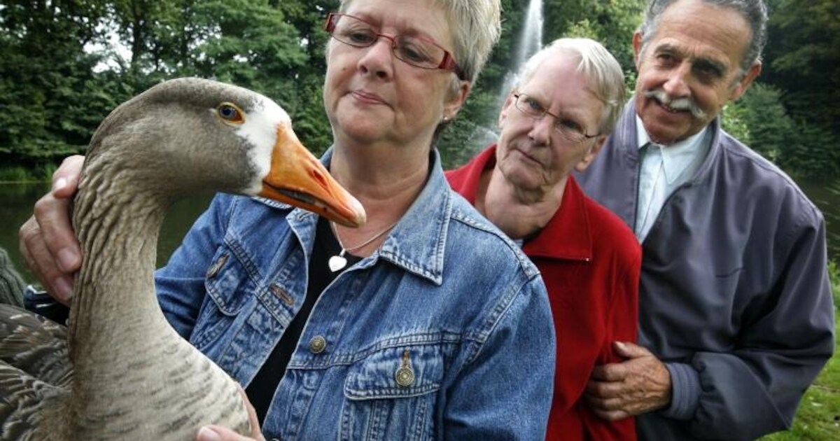 Traantjes om ganzenliefde | Den Bosch, Vught | bd.nl
