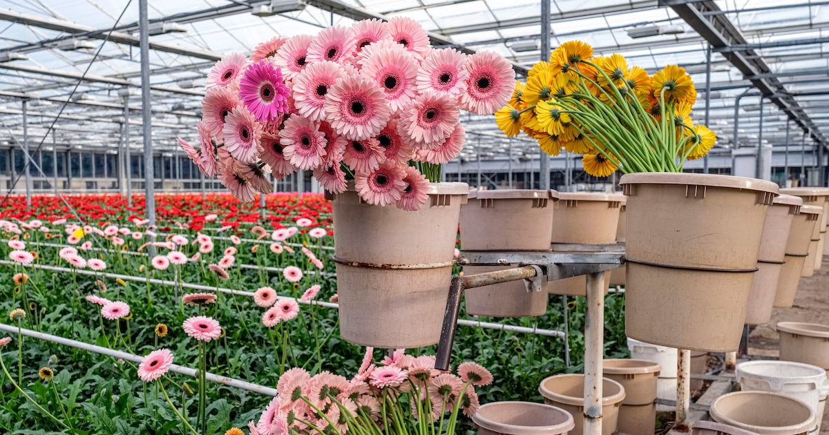 Brakelse bloemenkweker verbolgen over innen van boete van 30.000 euro ...