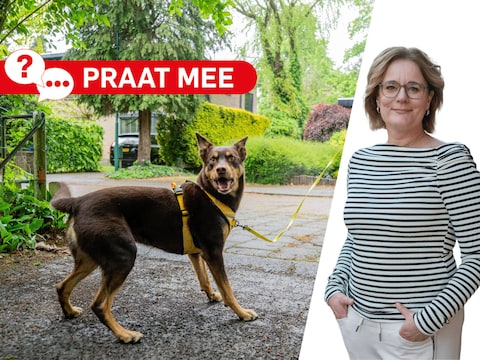 Hondenbelasting mogelijk afgeschaft in Loon op Zand: wat vindt u ...