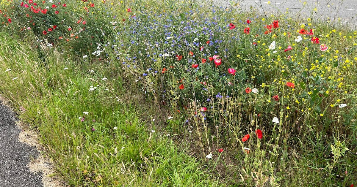 Maashorst maait bermen met oog voor natuur | Maashorst | BD.nl