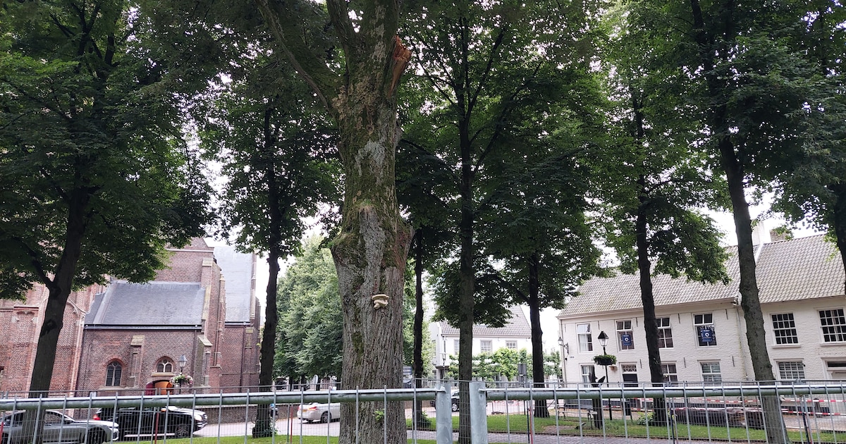 Moment is bepaald: majestueuze Wilhelminalinde op de Vrijthof gaat ...