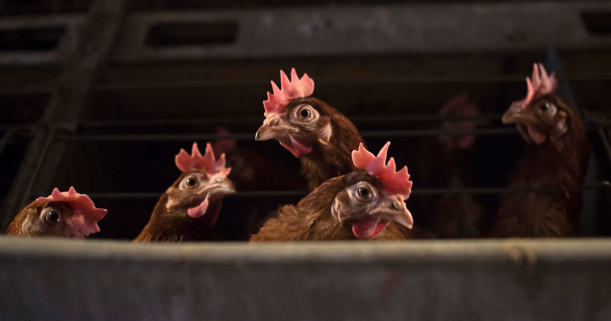 Elshoutse pluimveehouder ziet niets in nieuwe werkplaats vlakbij ...