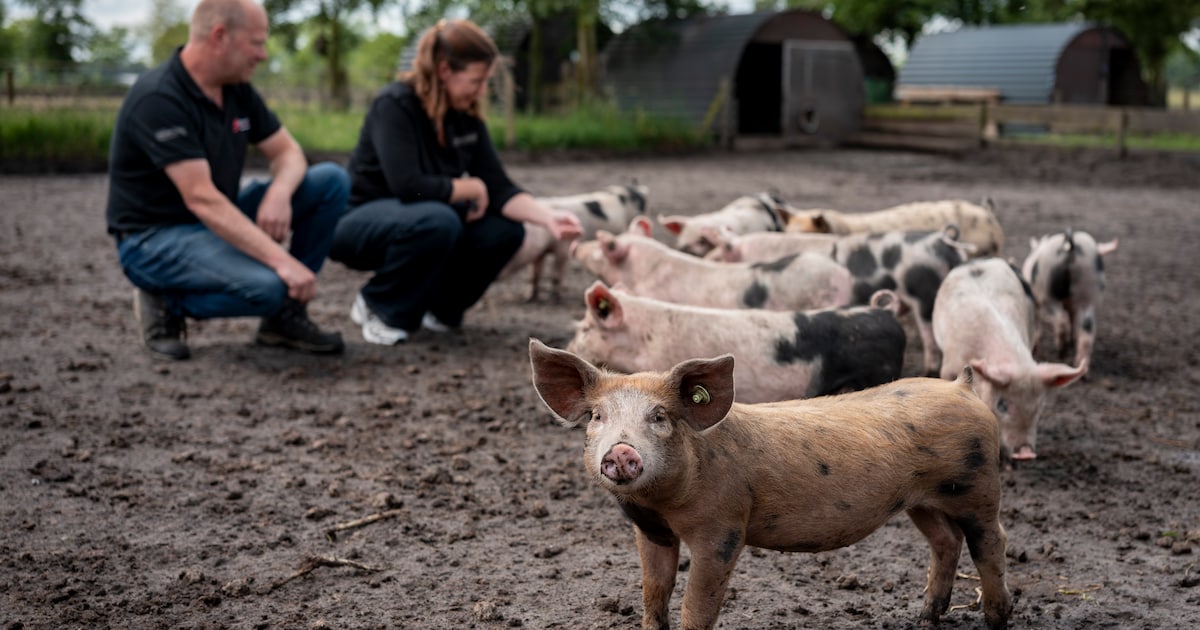 Op het erf waar de varkens verdwenen, knorren nu weer biggen: vijfde ...