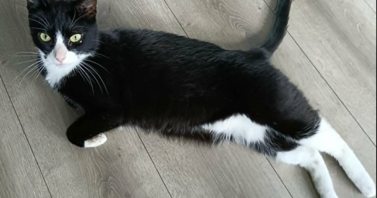 Heb jij Lavi, Jimmy of Baco gezien? Deze negen huisdieren worden in Den ...