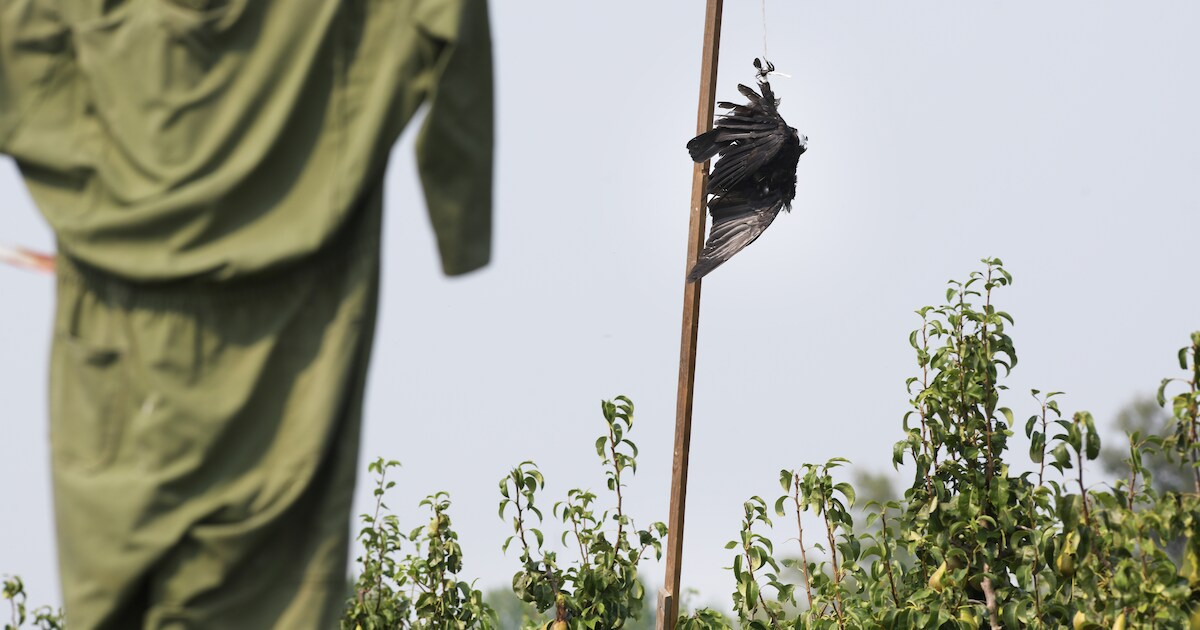 Boeren en telers boos om kraaien die velden leegplukken: mogen de ...