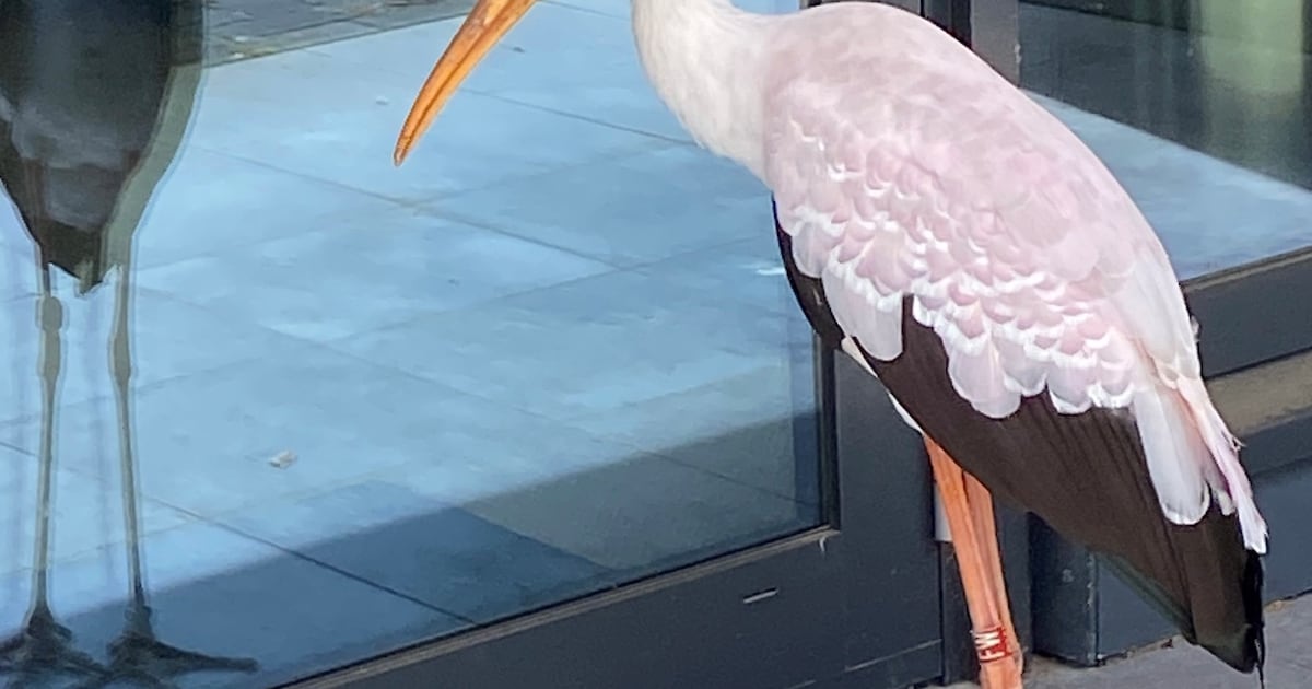 Afrikaanse nimmerzat gevonden in Oosterhout, vogel ontsnapt uit Beekse ...